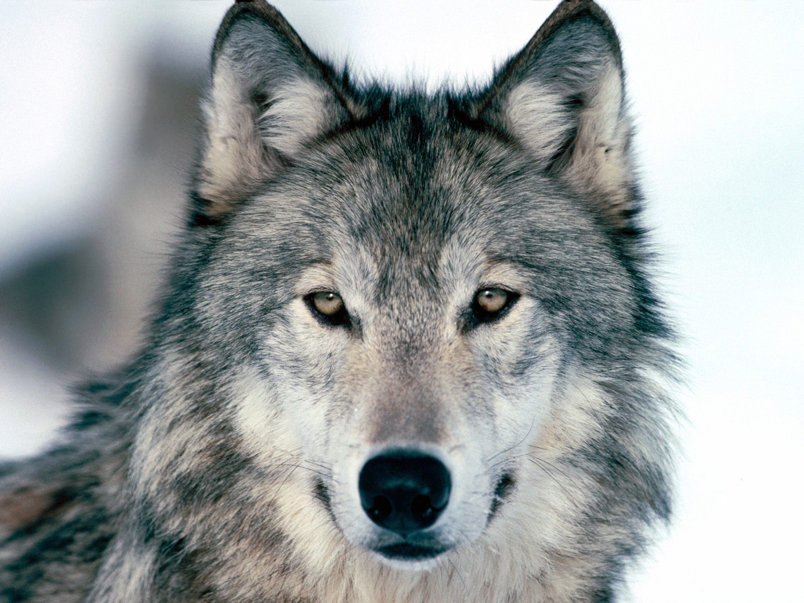 Reportages I Grandi Animali Selvatici In Italia Tutti Bene Grazie Reportages I Grandi Animali Selvatici In Italia Tutti Bene Grazie